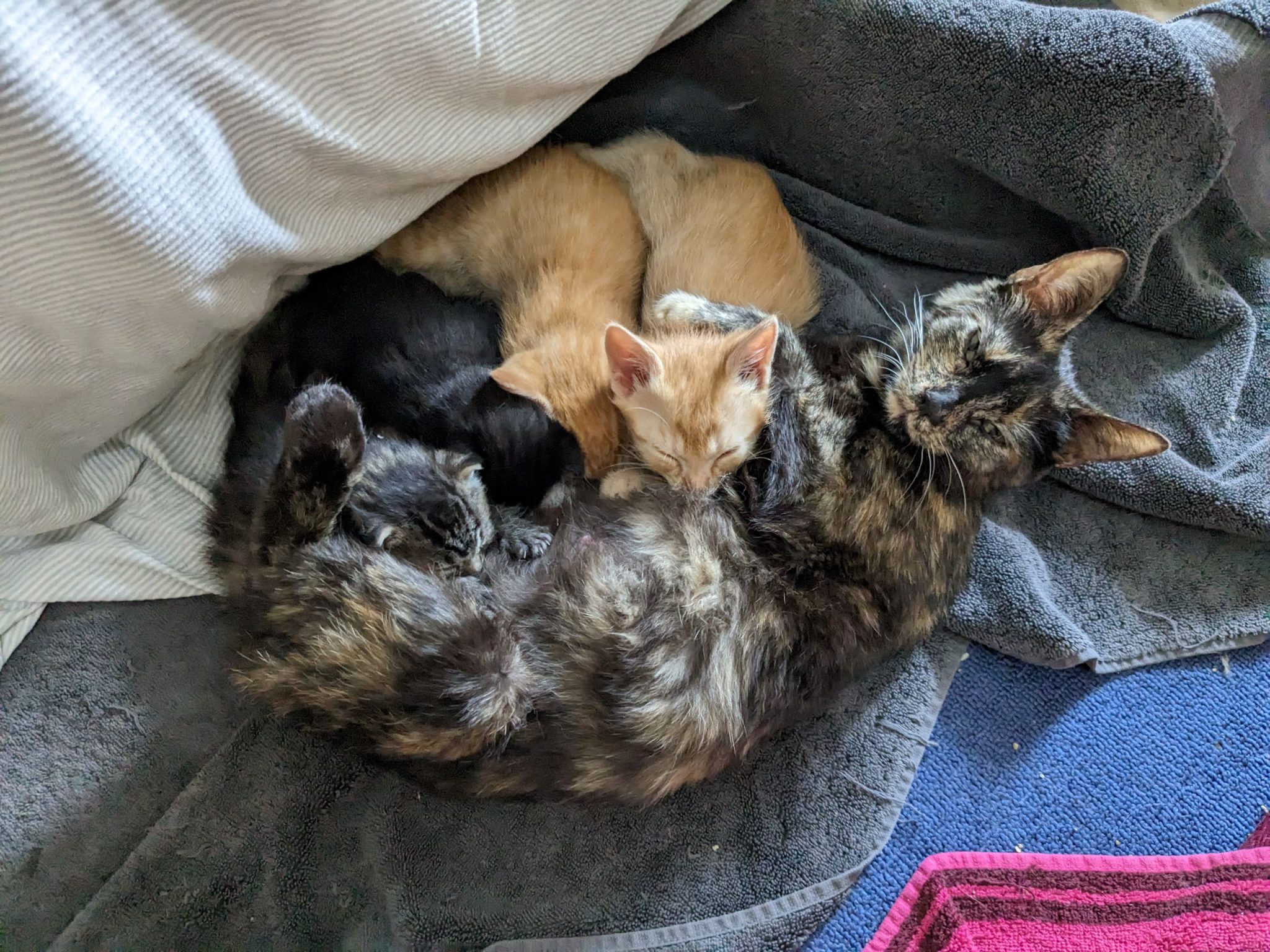 Foster - Loving Care Cat Rescue