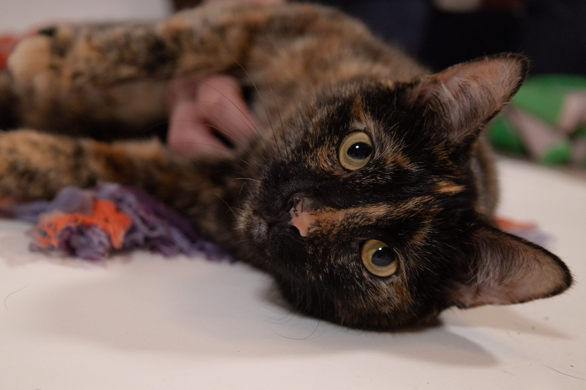 Volunteer - Loving Care Cat Rescue
