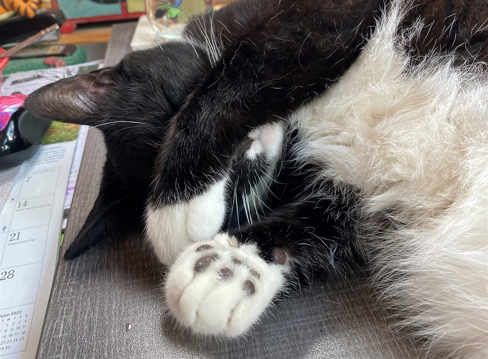 Success Stories – Loving Care Cat Rescue