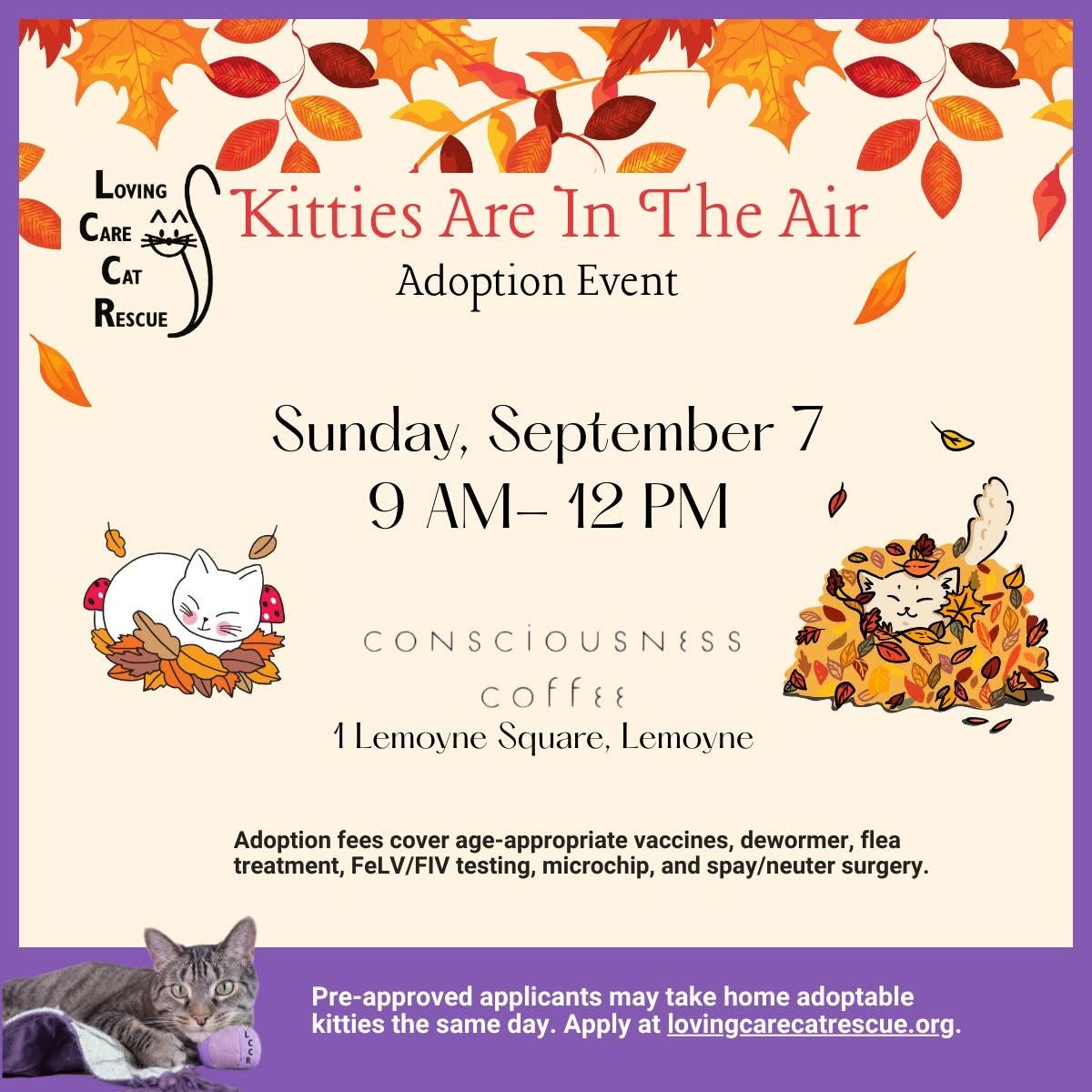 Kitties Are in the Air Adoption Event - Loving Care Cat Rescue